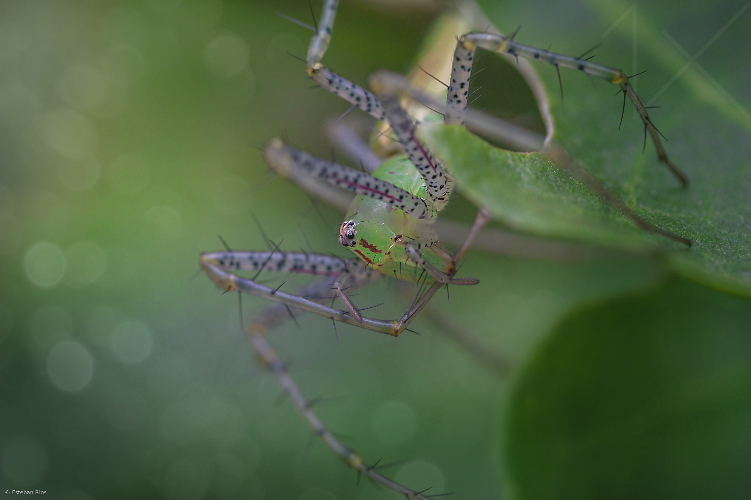 Greenish by Esteban Rios