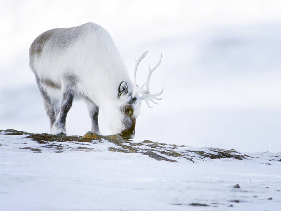 Svalbard reindeer by Alexander Koenders