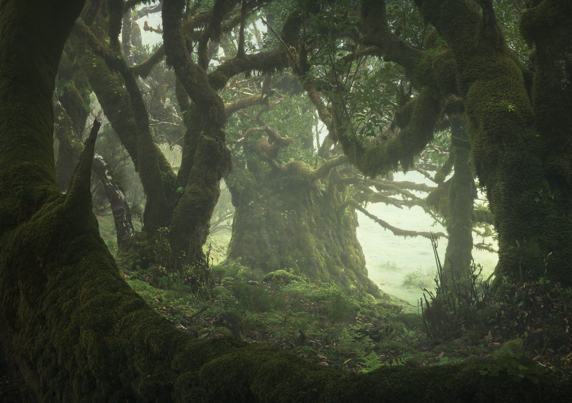 Return to Middle Earth: Tales of a New Age -> Fangorn Forest/Ent Wood