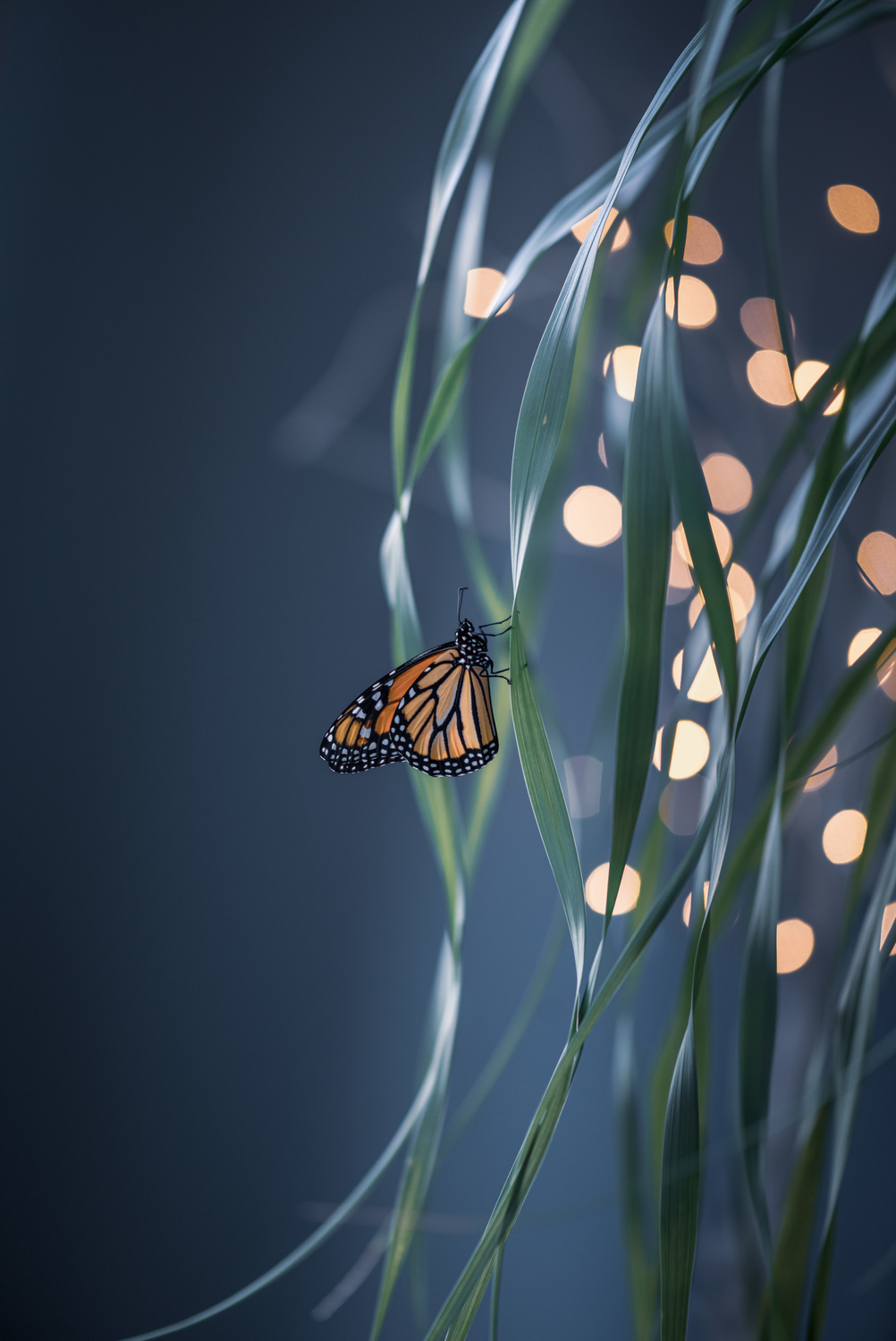 Monarch butterfly by Li Chen