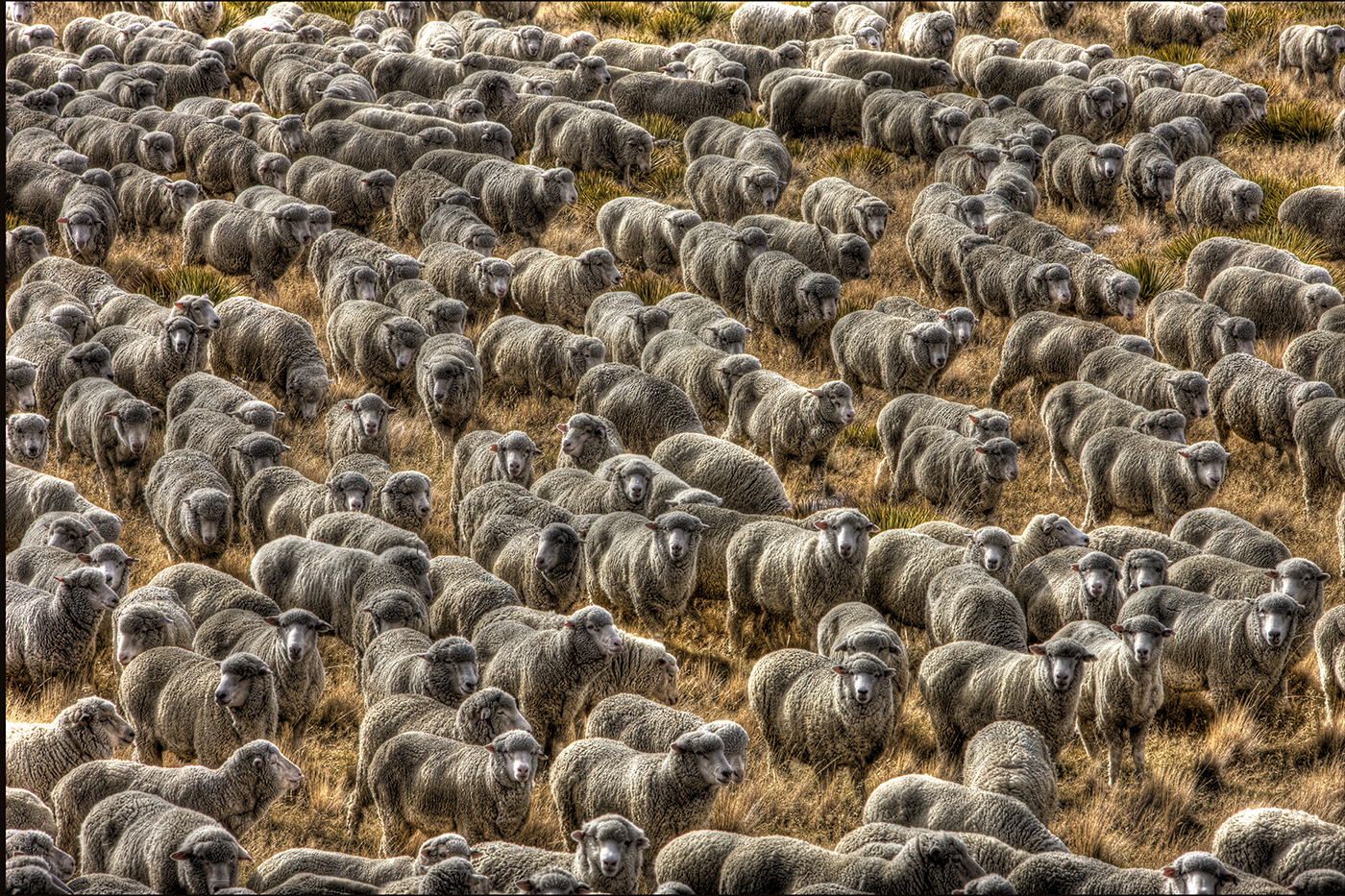 THE FLOCK by nathan john secker