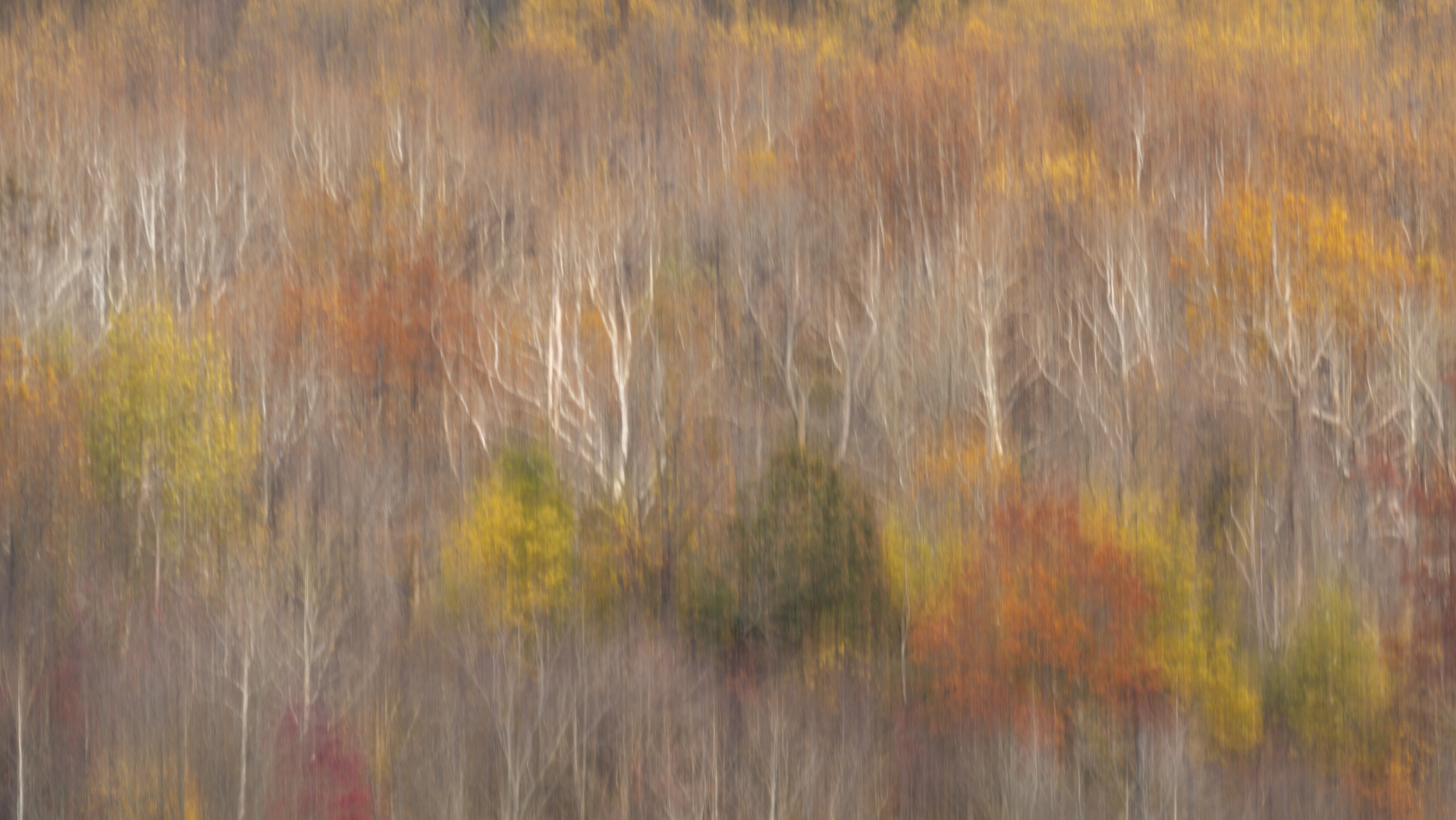 Late Autumn Color by Yu Mao