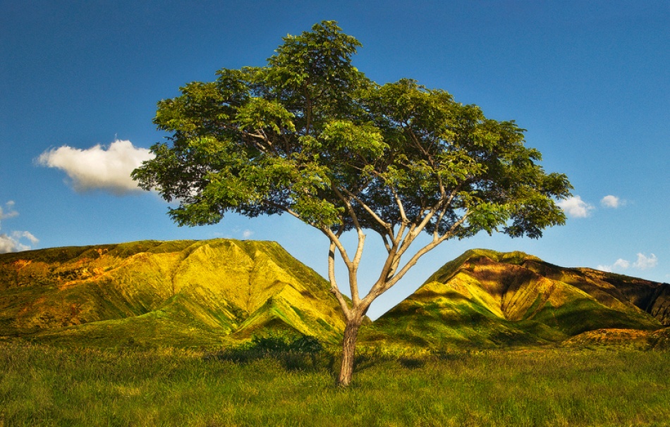 Honoapilani Tree at First Light by Matt Anderson
