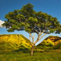 1x - Honoapilani Tree at First Light by Matt Anderson
