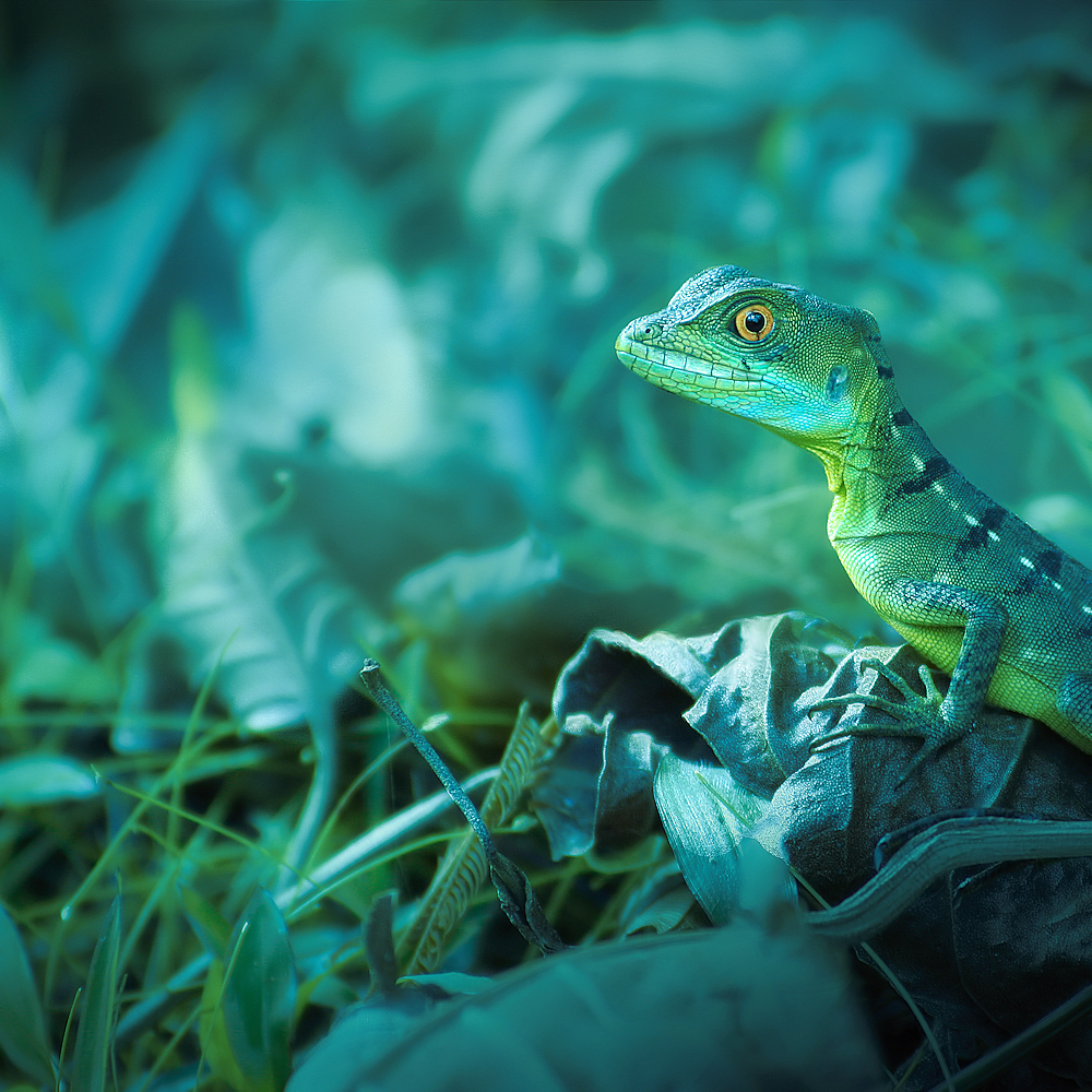 Baby basiliscus by Jimmy Hoffman