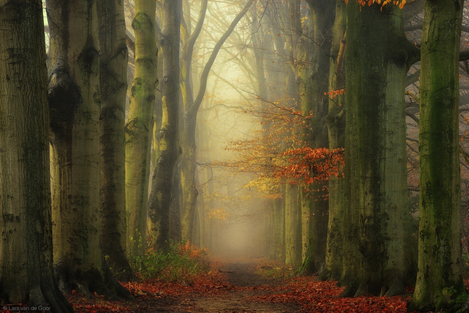 Colors in the Mist by Lars van de Goor