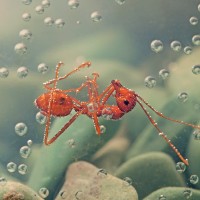 1x - drowned by robert fly