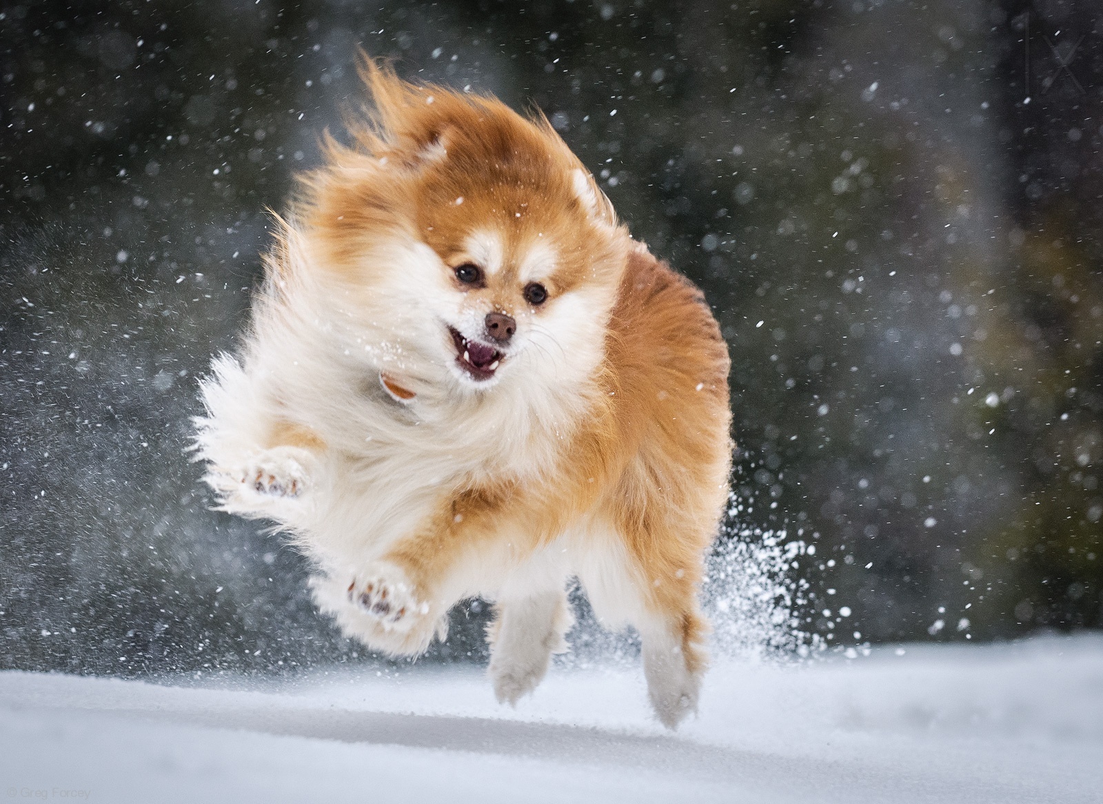 Snow Dog by Greg Forcey