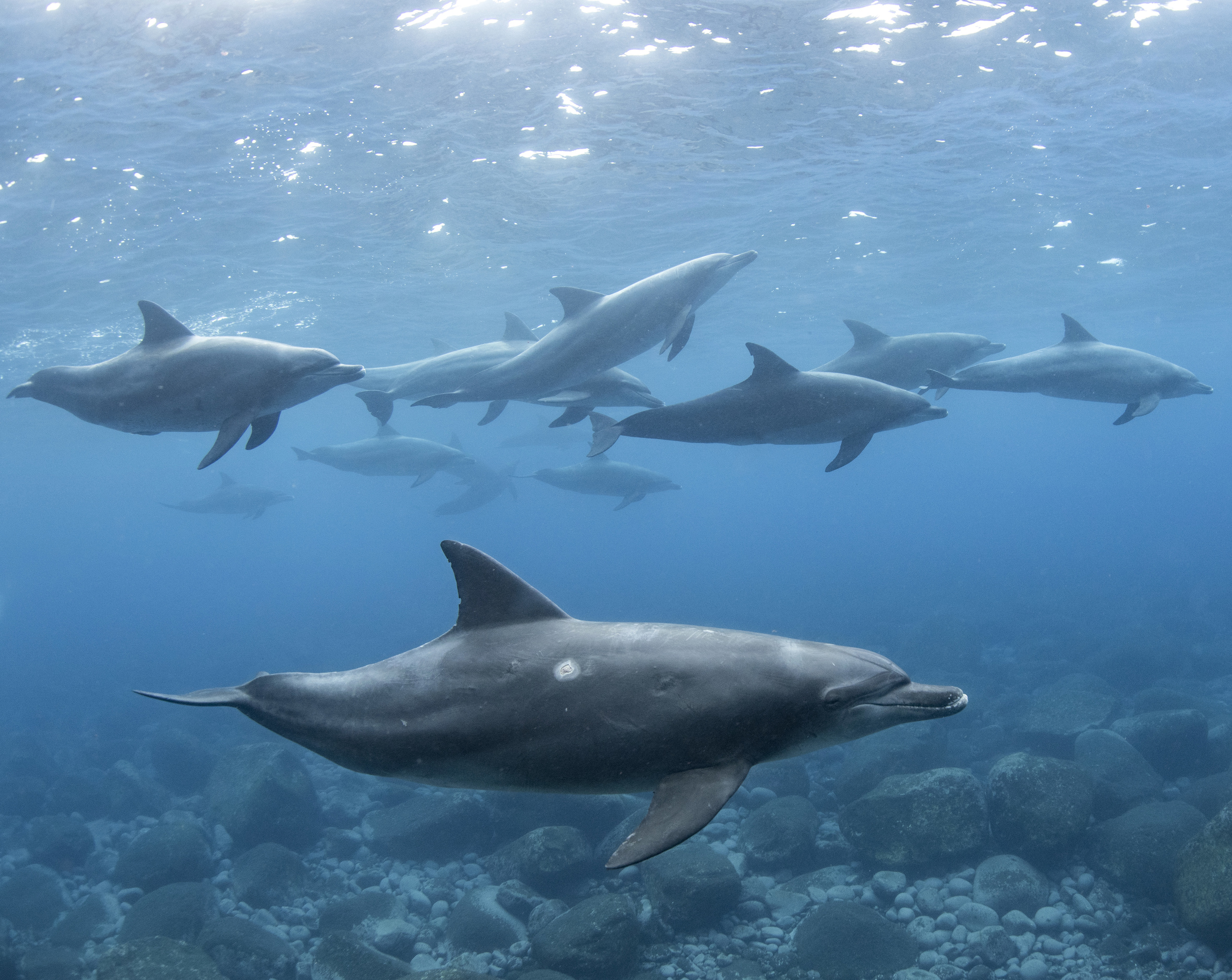 Summer dolphins by reiko takahashi