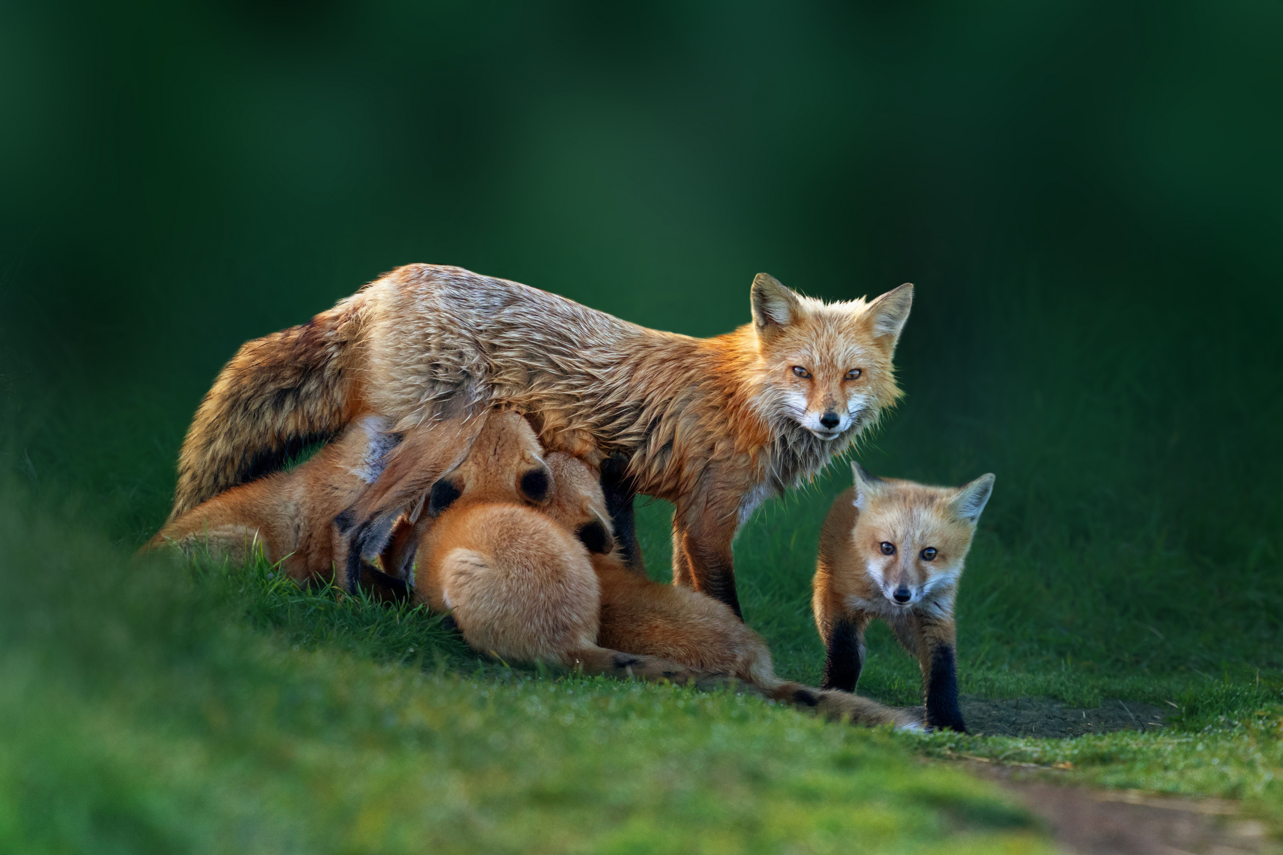 亲人 by Fengying Long