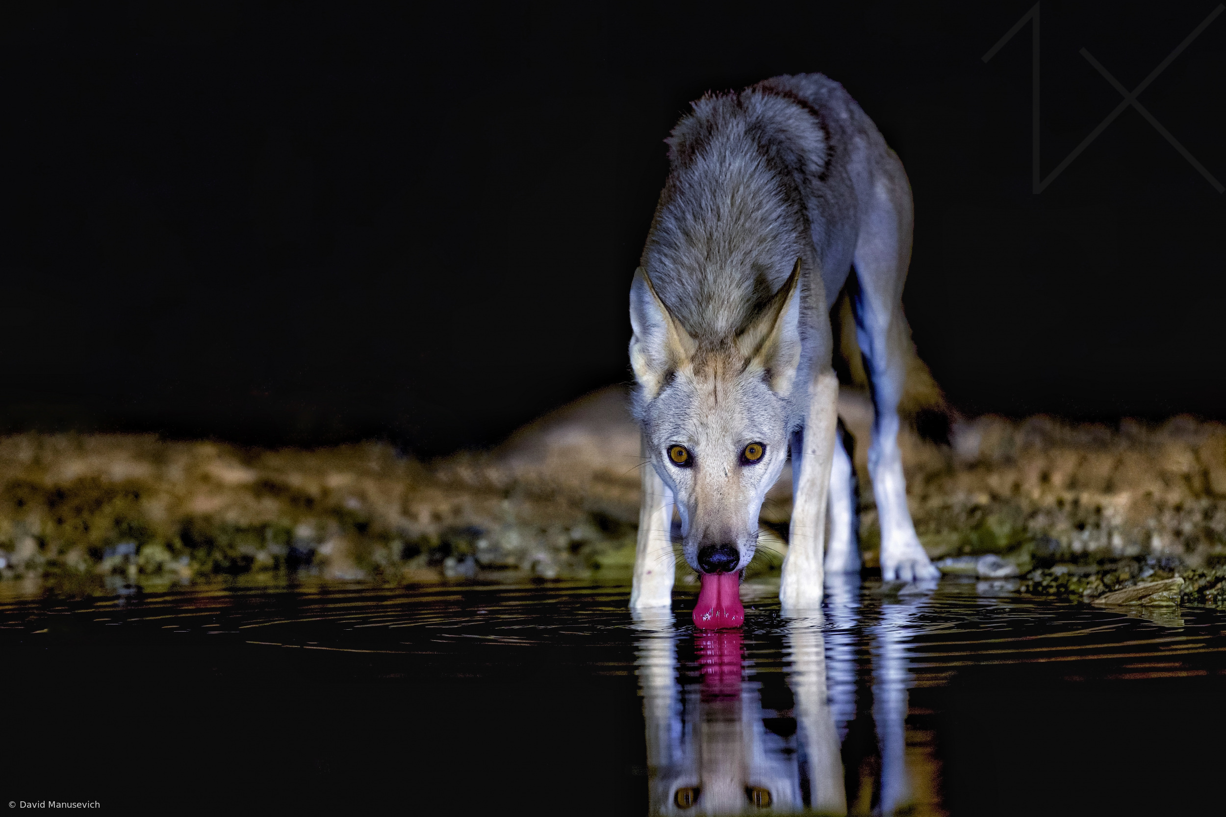 Desert wolf by David Manusevich