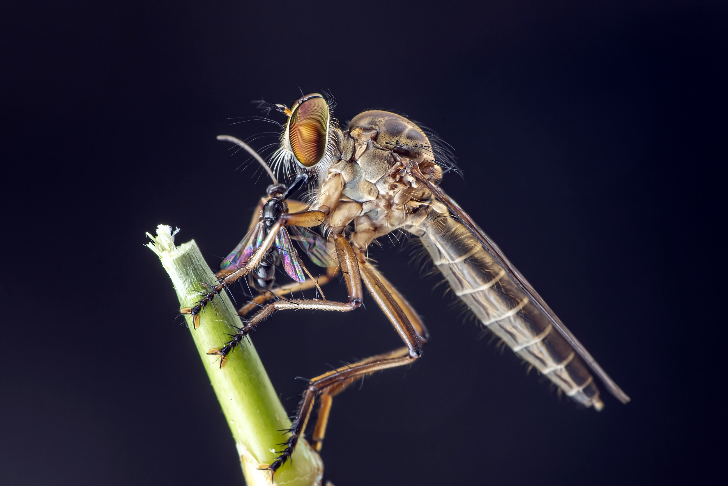 Robber fly with prey 004 by Albertus Nugroho