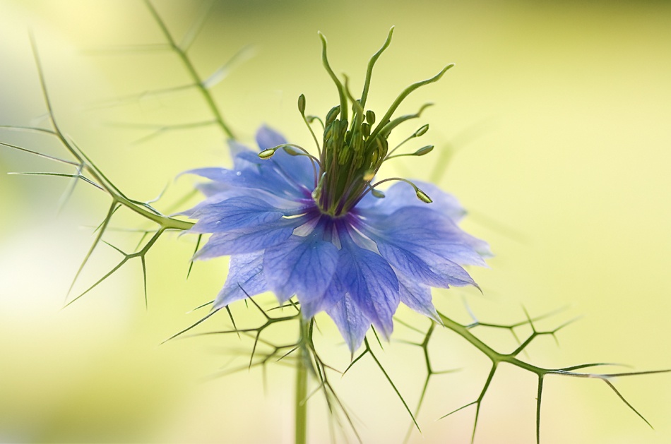 Nigella by Mandy Disher