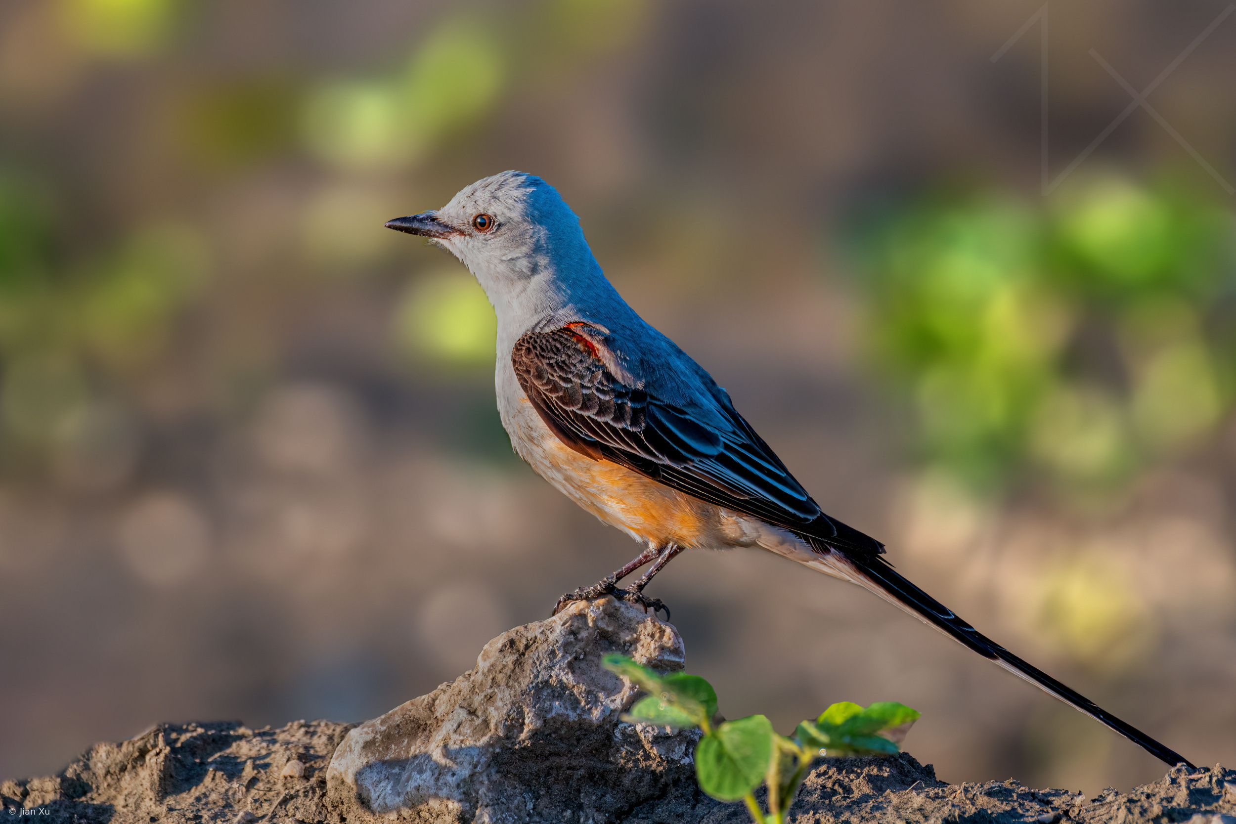 SCISSOR TAILED FLYCATCHER by Jian Xu