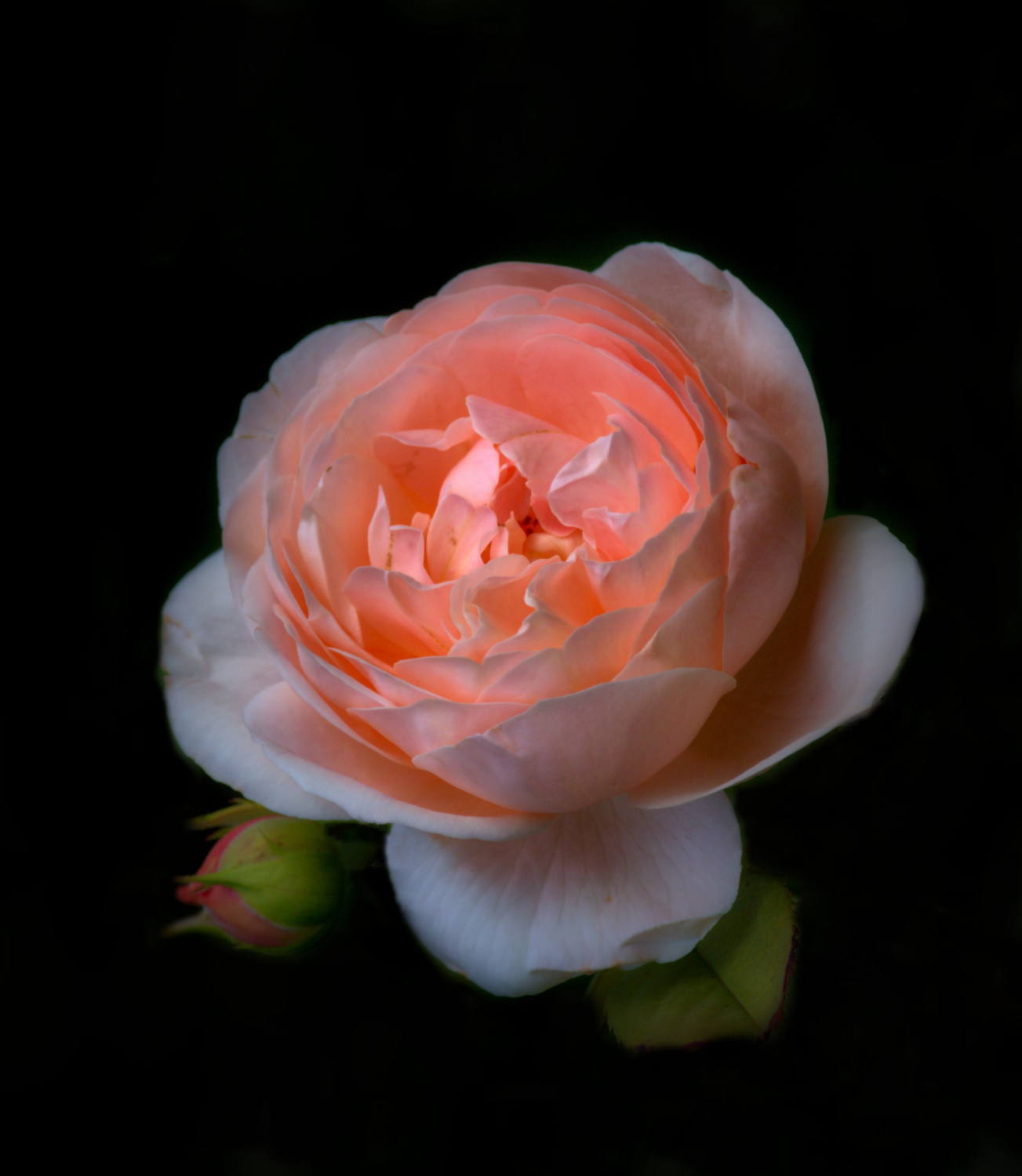 Ambridge Rose by Tomas Silva