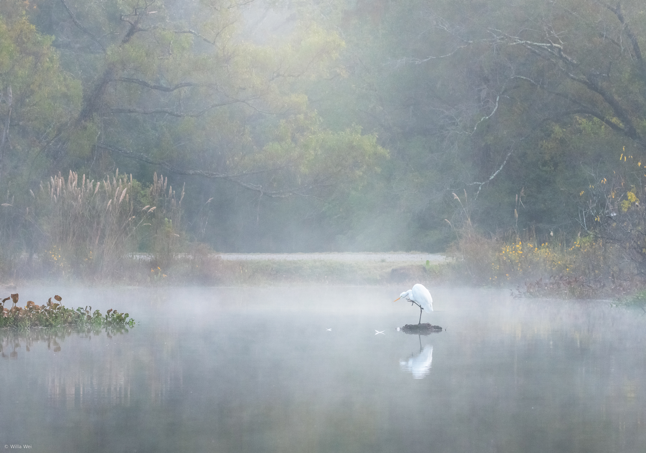 Lake Martin by Willa Wei