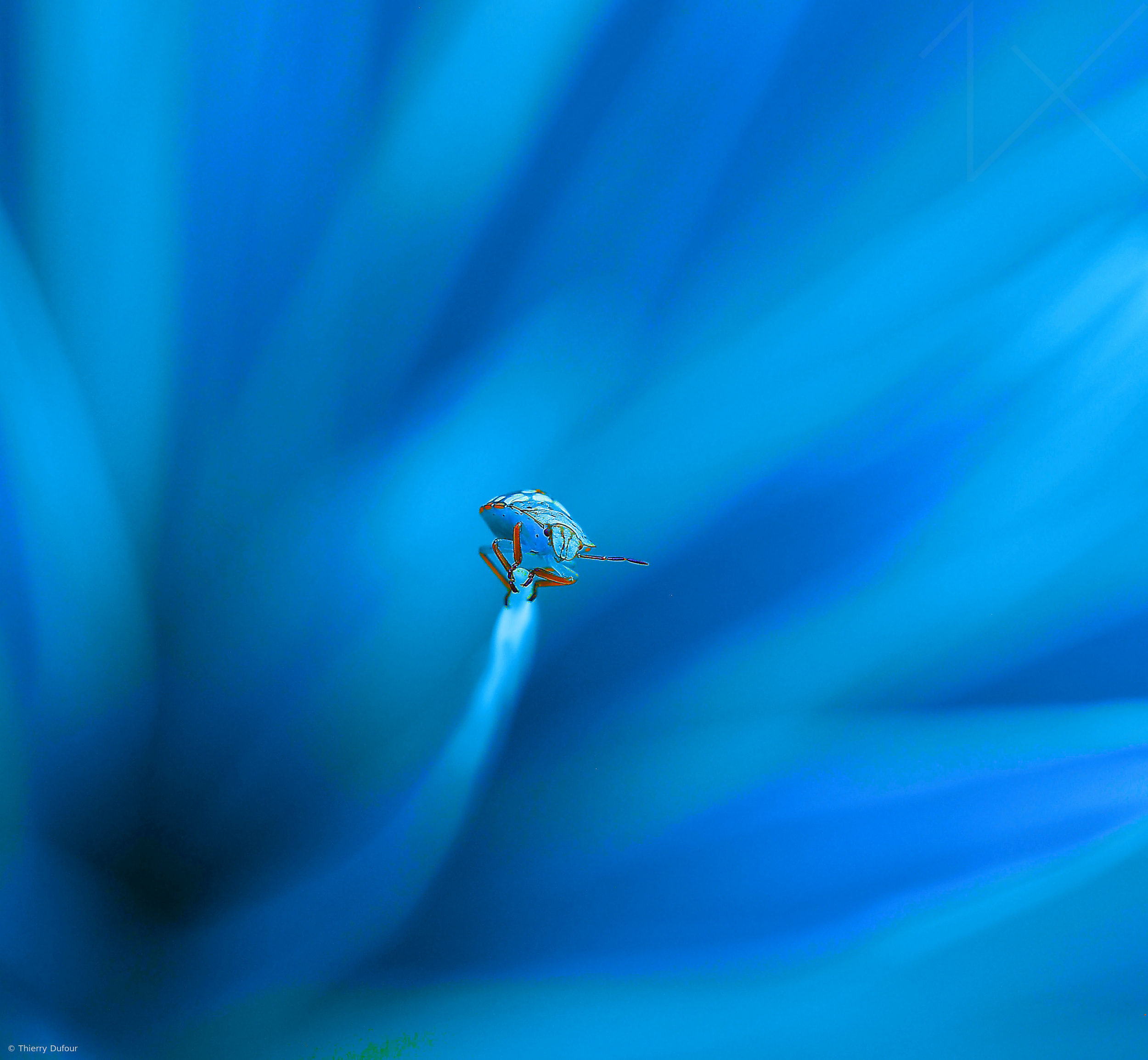 Fish Wallpaper Windows 7 Hd