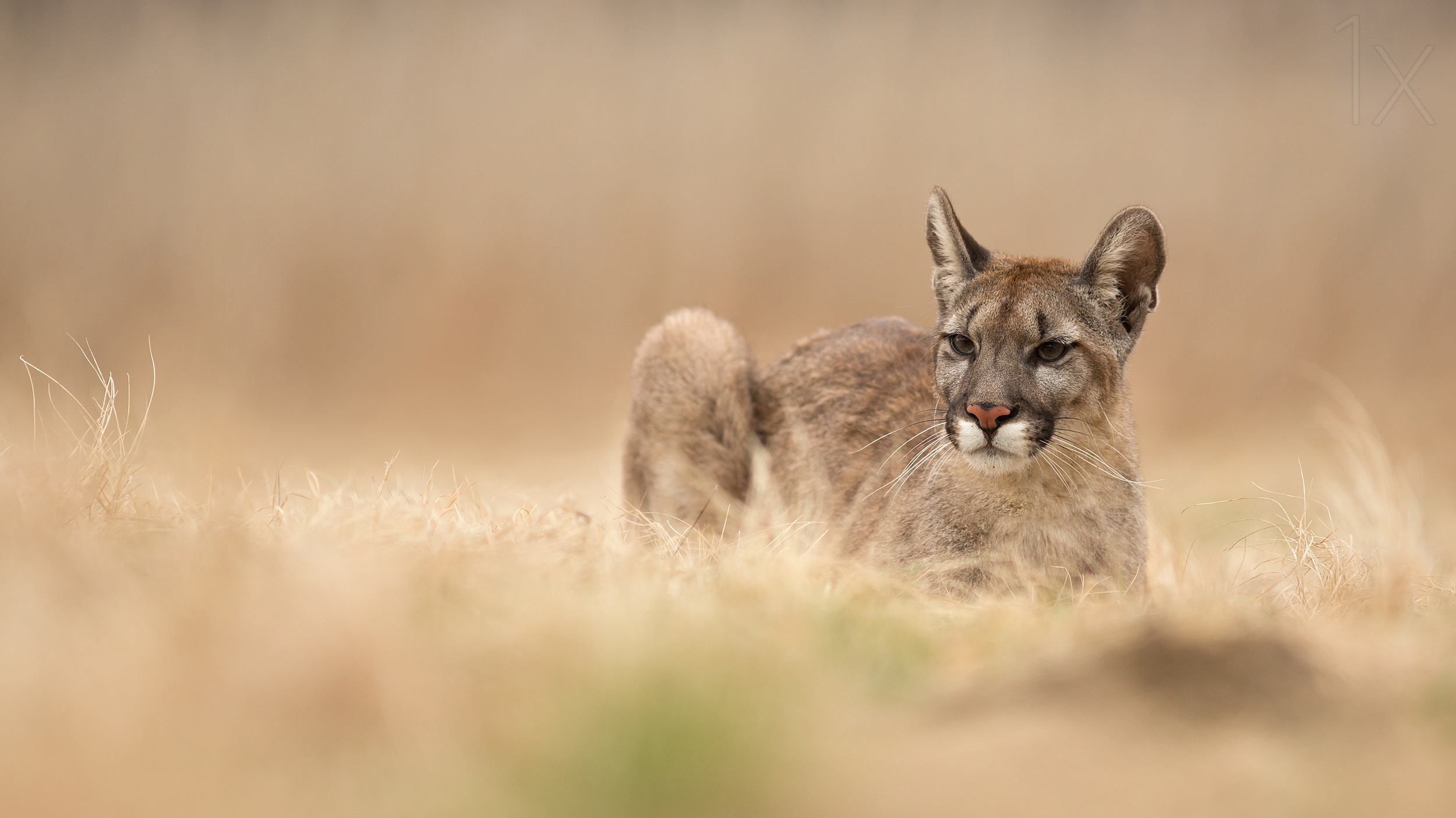 Puma concolor by Milan Zygmunt