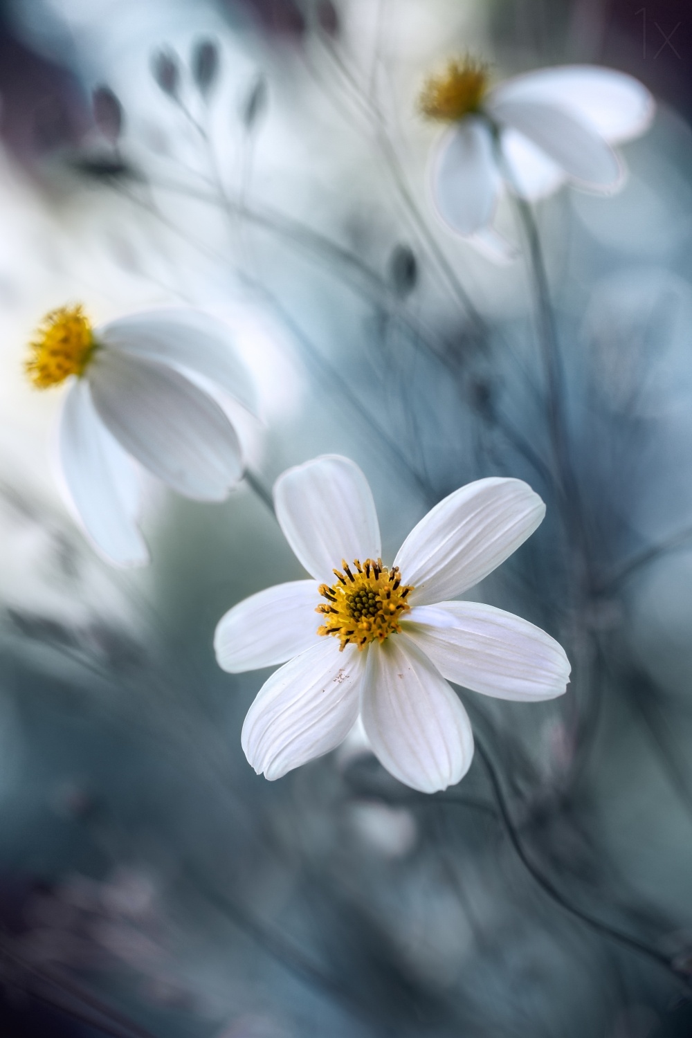 Cosmos by Mandy Disher