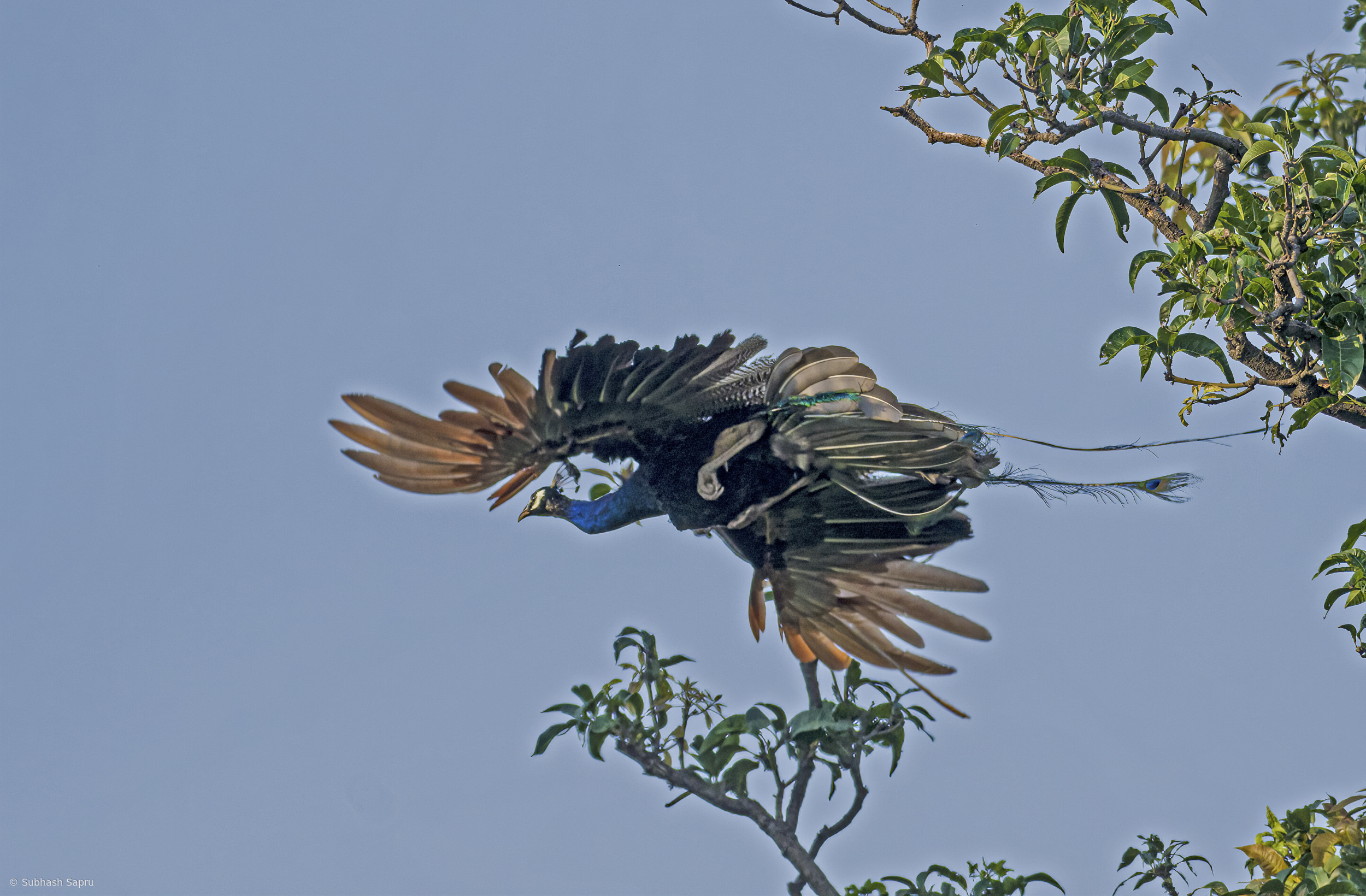 Indian Peafowl-flight to freedom by Subhash Sapru
