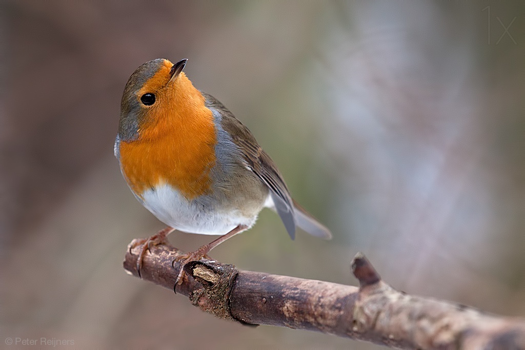 Red Robin looks upon the Light by Peter Reijners