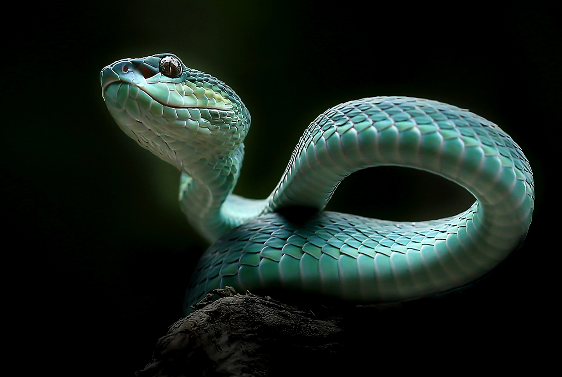 The Viper by yan hidayat
