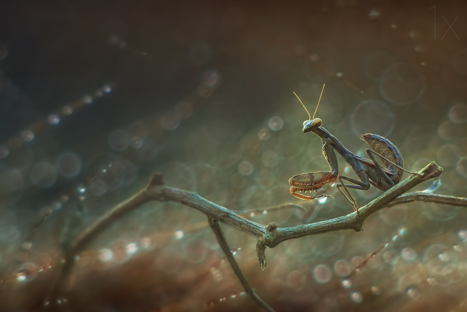 johnnie walker by Hadrani Hasan