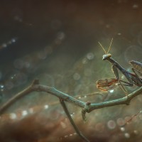 1x - johnnie walker by Hadrani Hasan