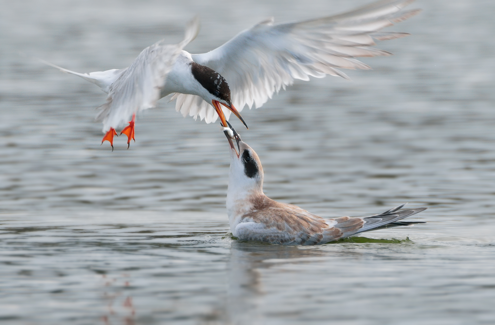 terns food exchange by weilian