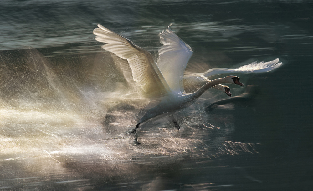 Wildlife in Motion