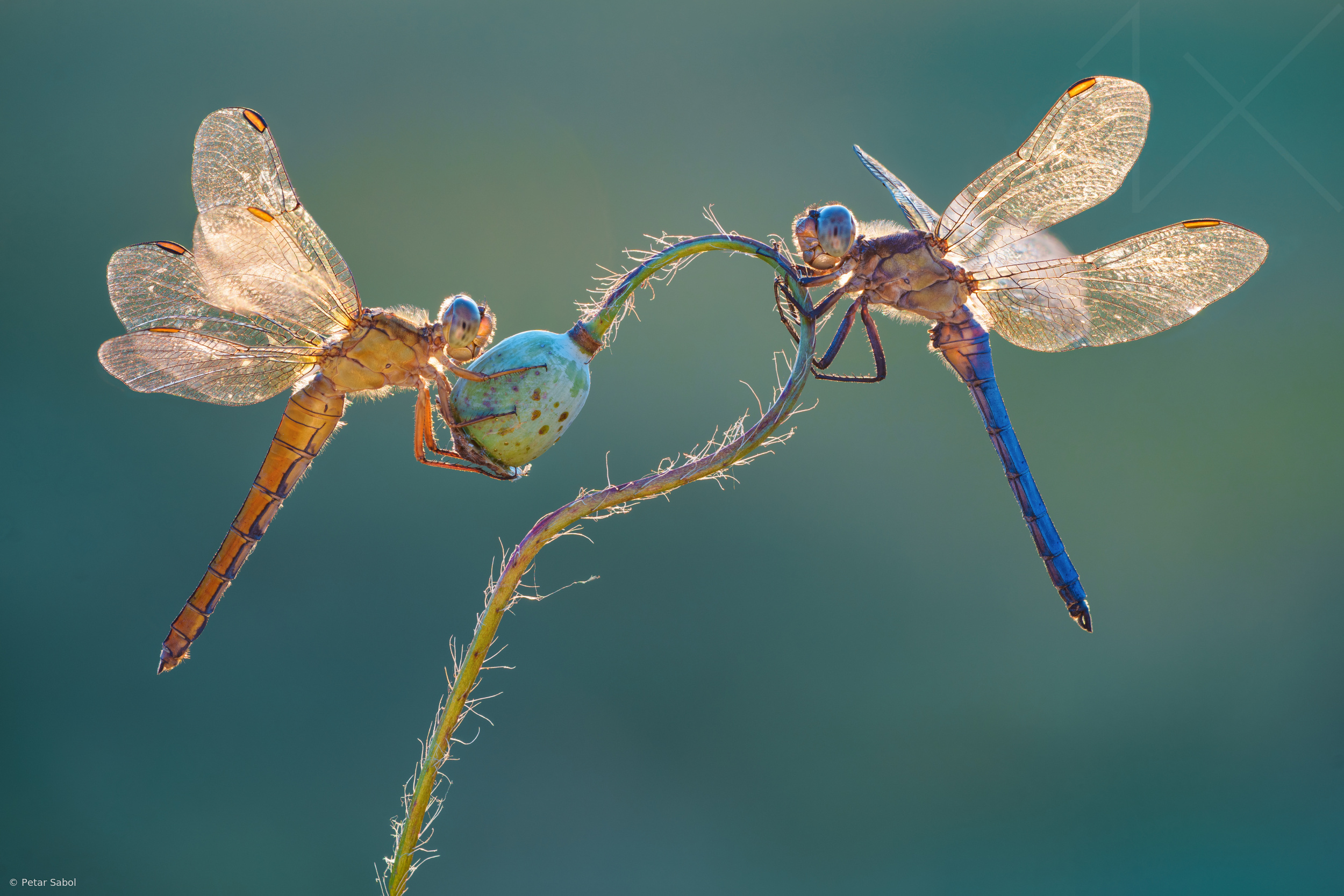 Perfect dragonflies by Petar Sabol