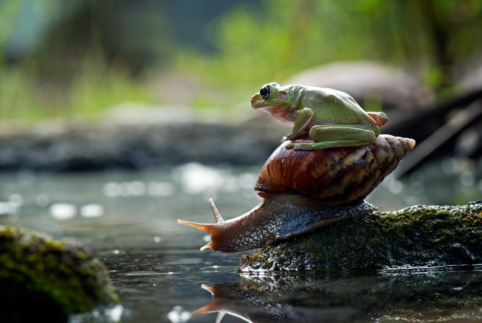 riding a snail by nordin seruyan