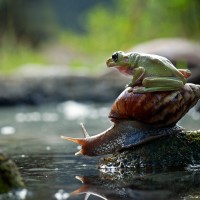 1x - riding a snail by nordin seruyan