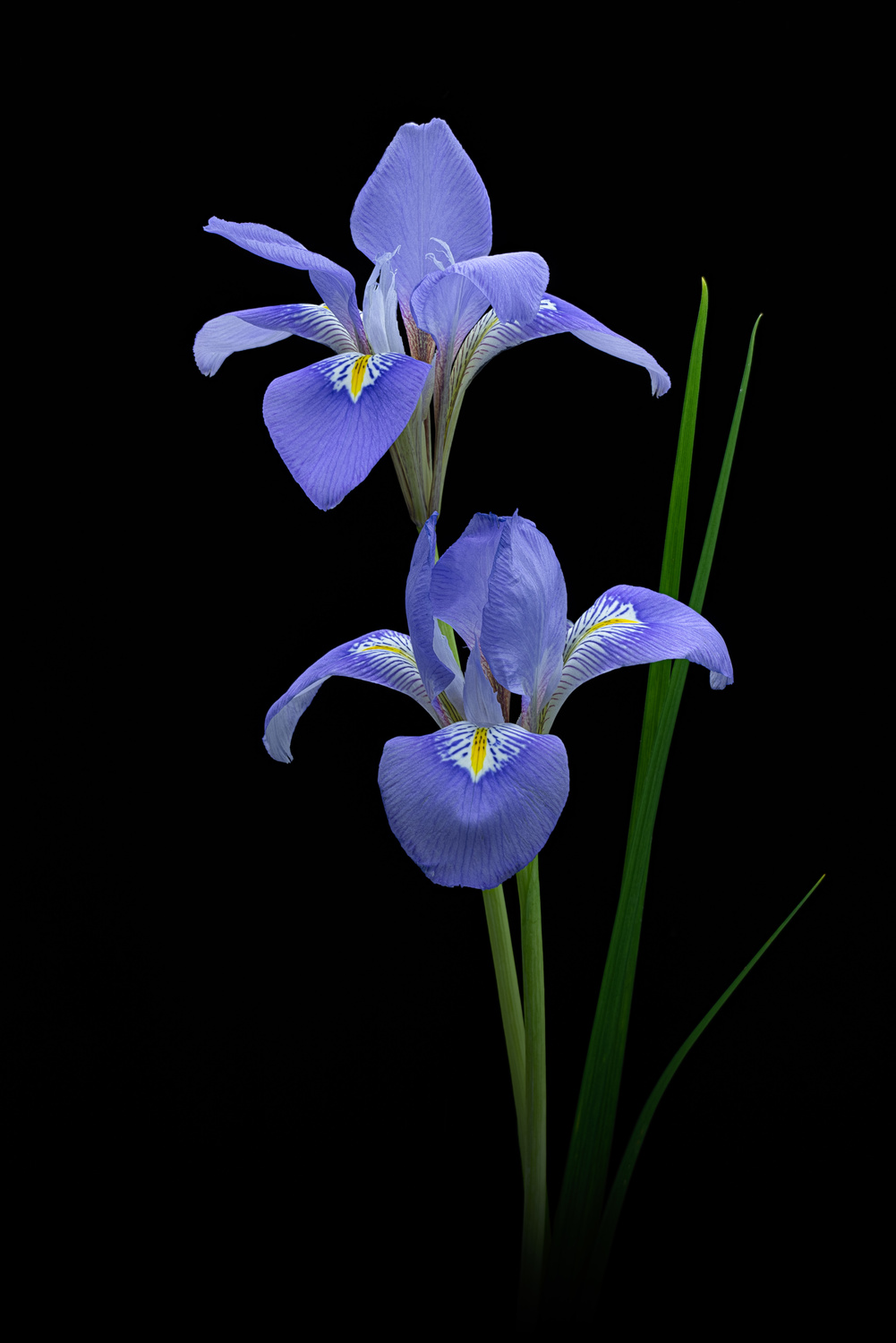 Two Blue by Richard Urbanski