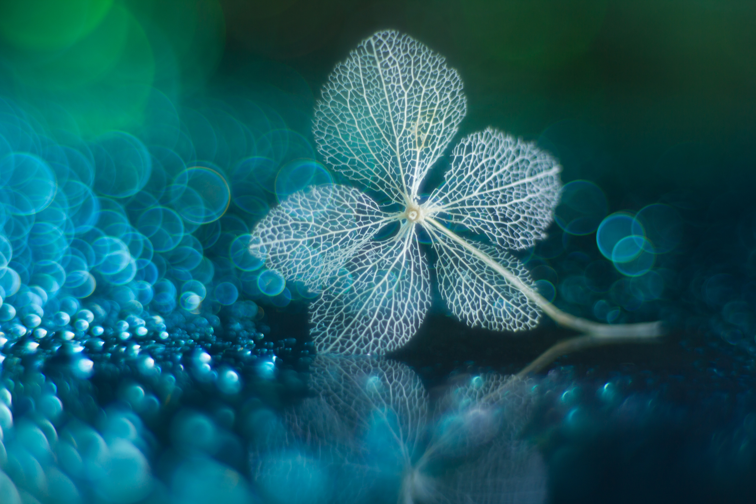 Daydream In Blue by Shihya Kowatari
