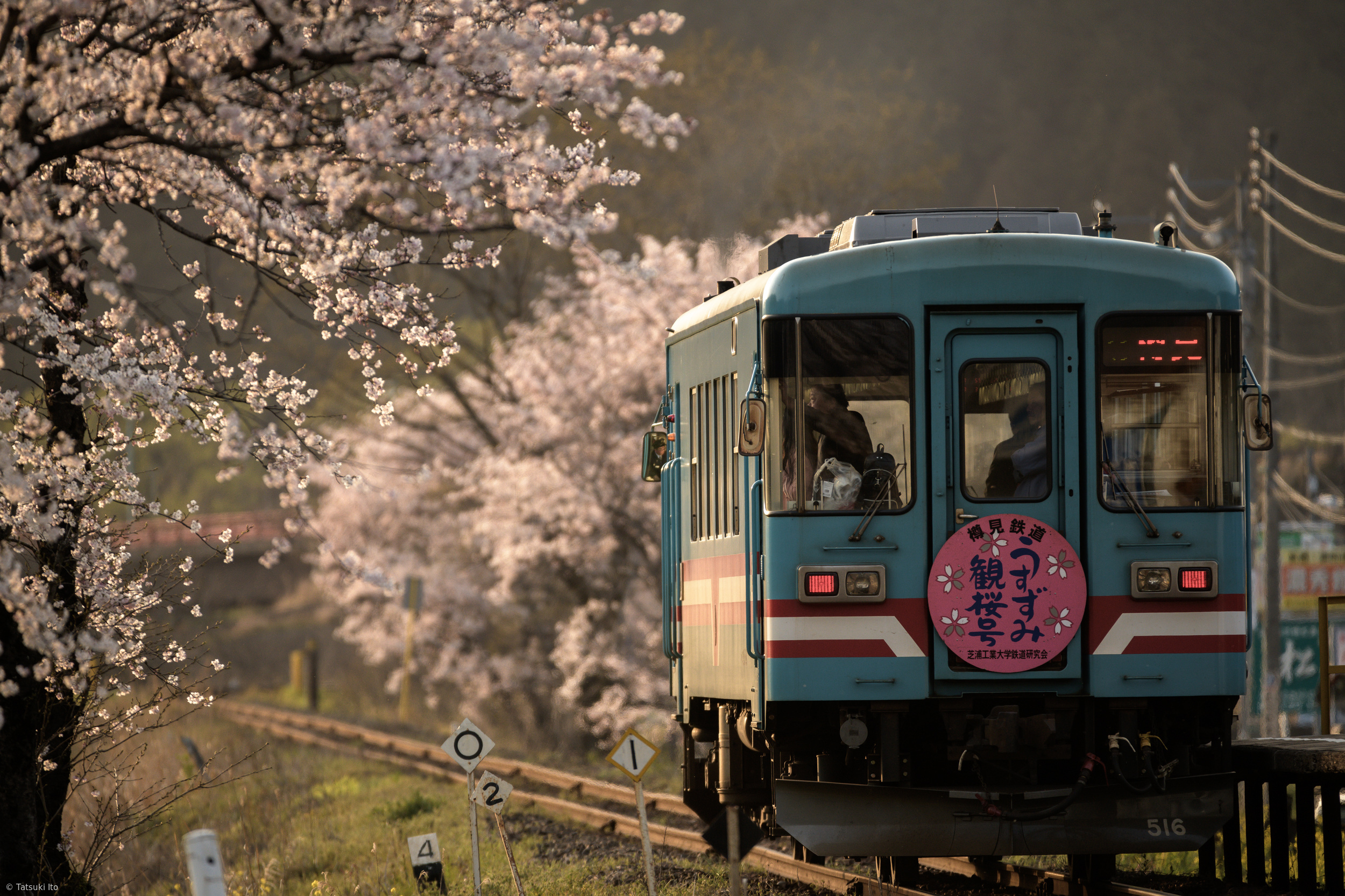 Sakura train by Tatsuki Ito