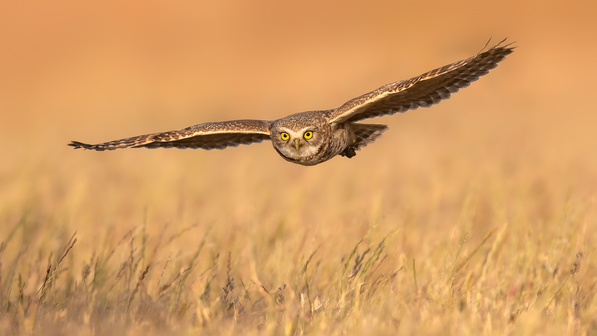 Burrowing Owl in fly by Bo Wang