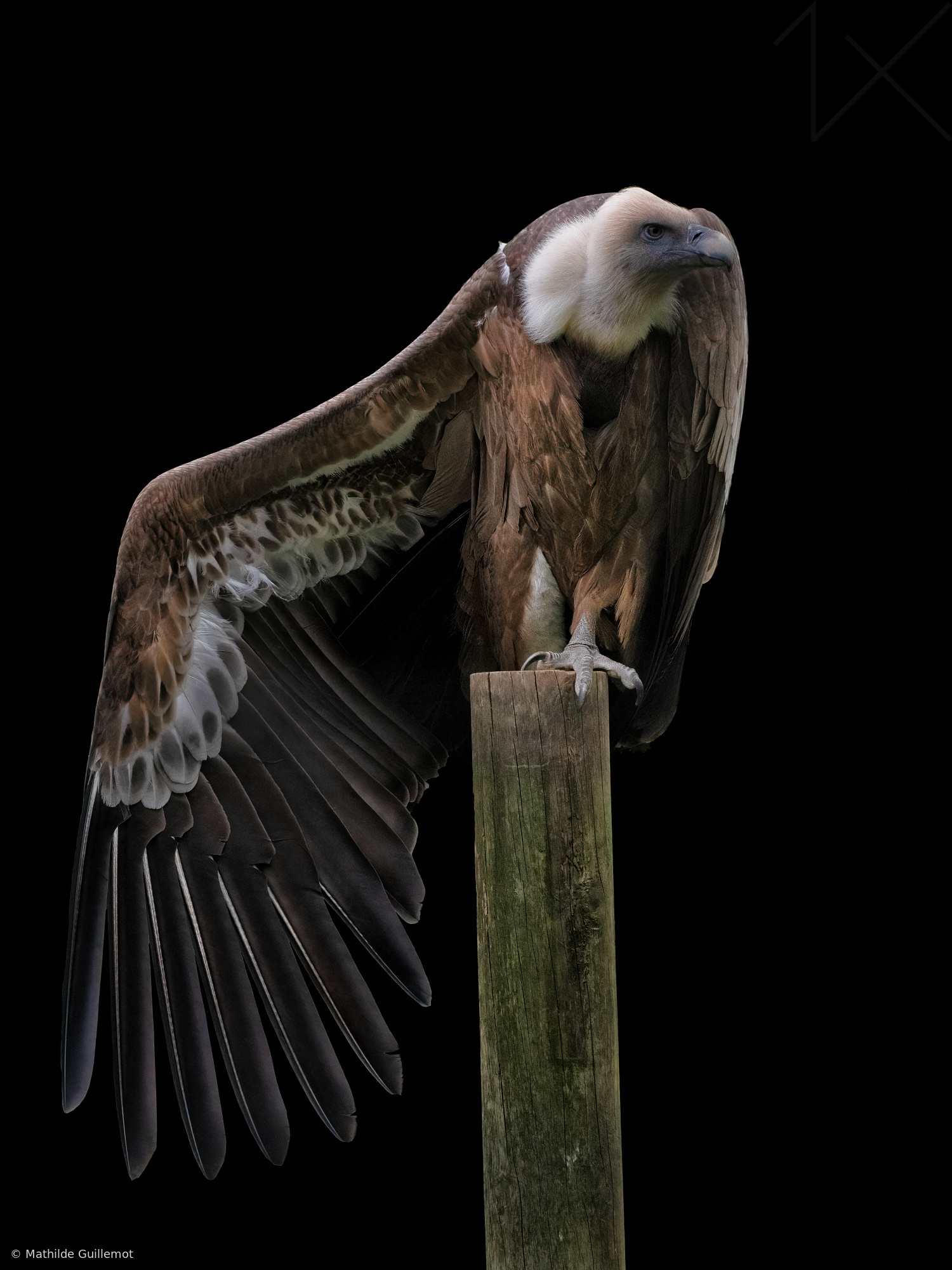 Gyps Fulvus Profil - Griffon Vulture by Mathilde Guillemot
