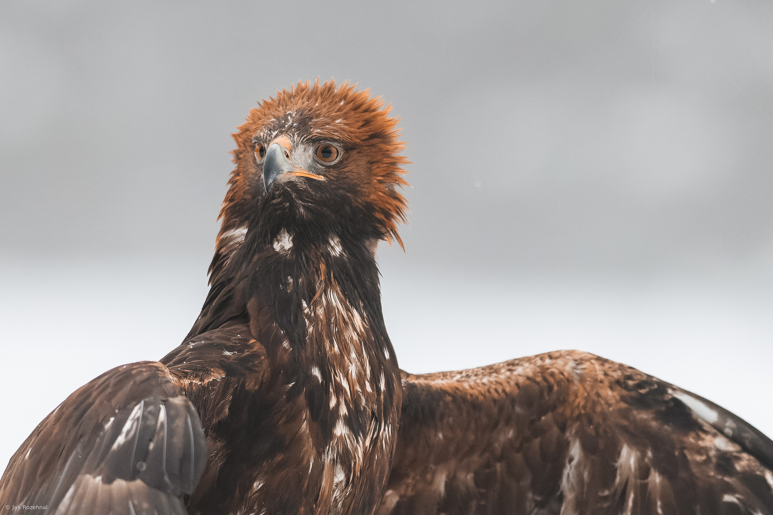 The Golden Eagle Aquila Chrysaetos 