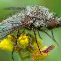 1x - Bombyliidae by Ali Rezaeian
