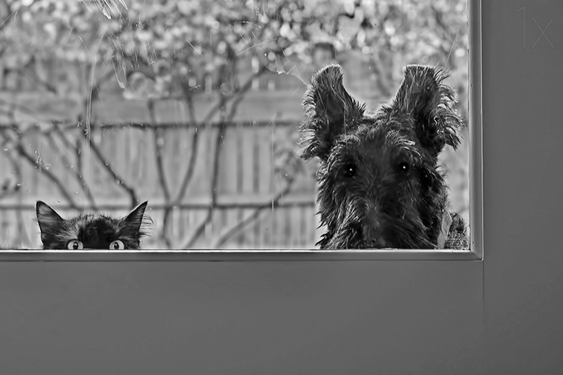 The Back Door by Jane Lyons