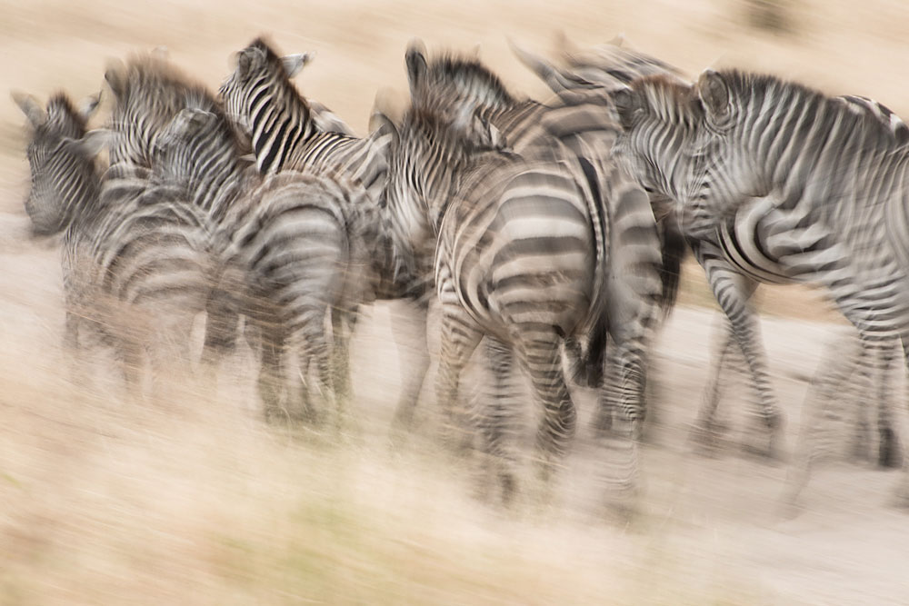 Zebra Stampede