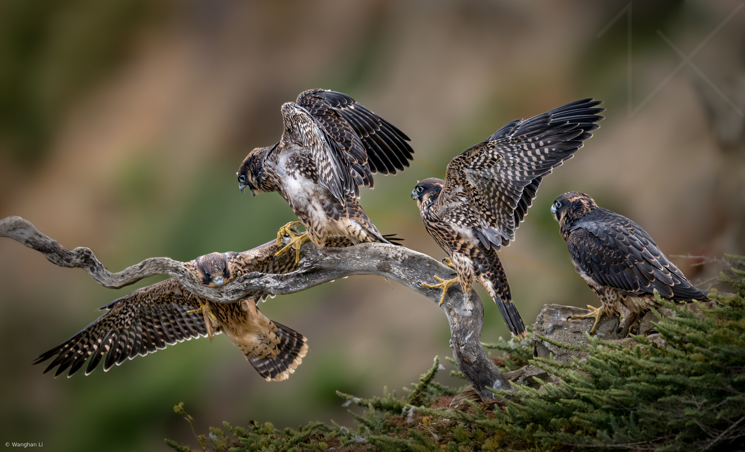 Peregrine Falcon Hunting Fish