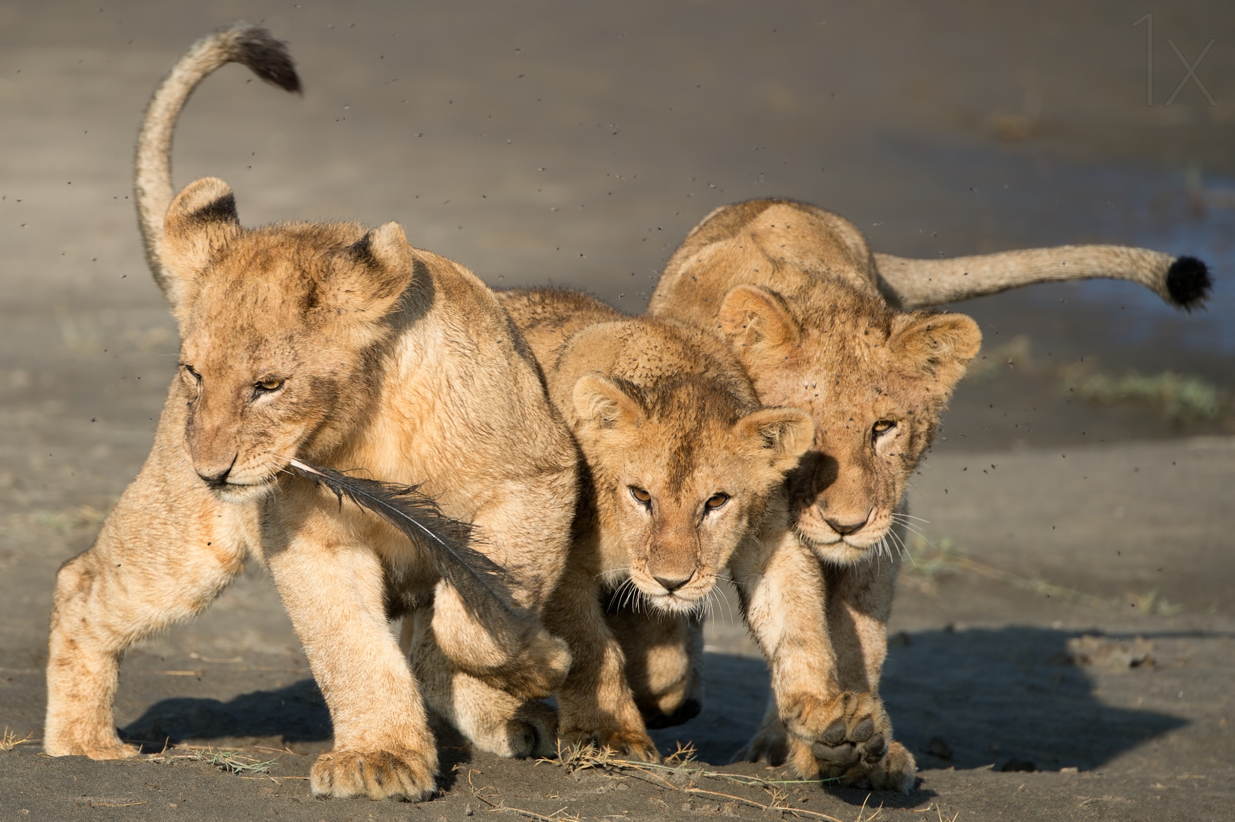 The Lion Gang by Simon Roppel