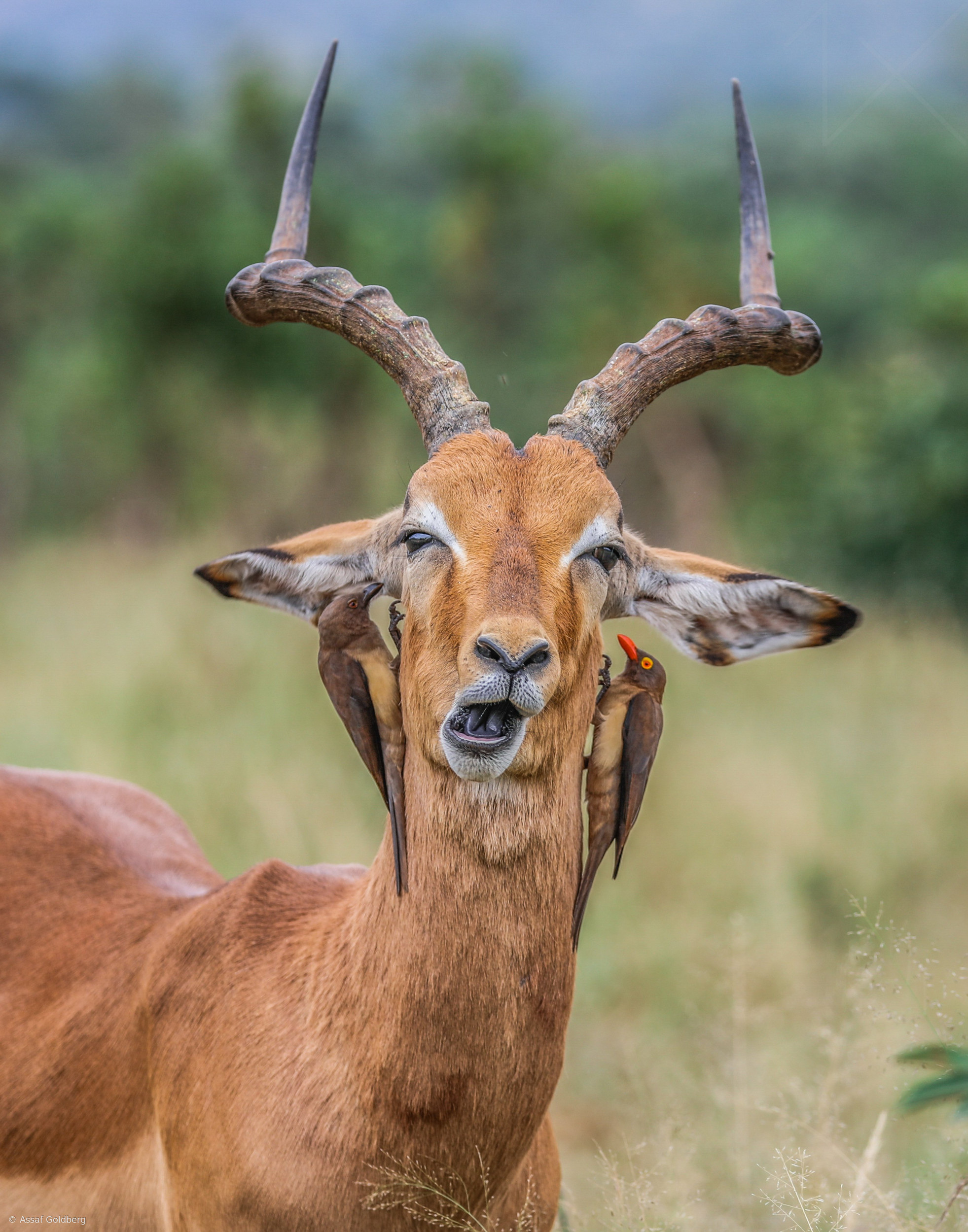 Impala & Oxpeckers by Assaf Goldberg