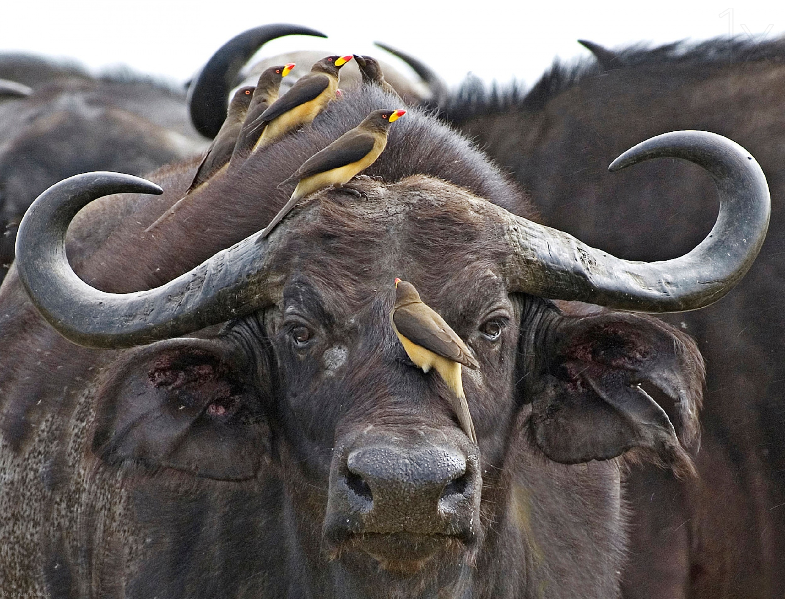 BUFFALO AND OXPECKERS by Ignacio Palacios