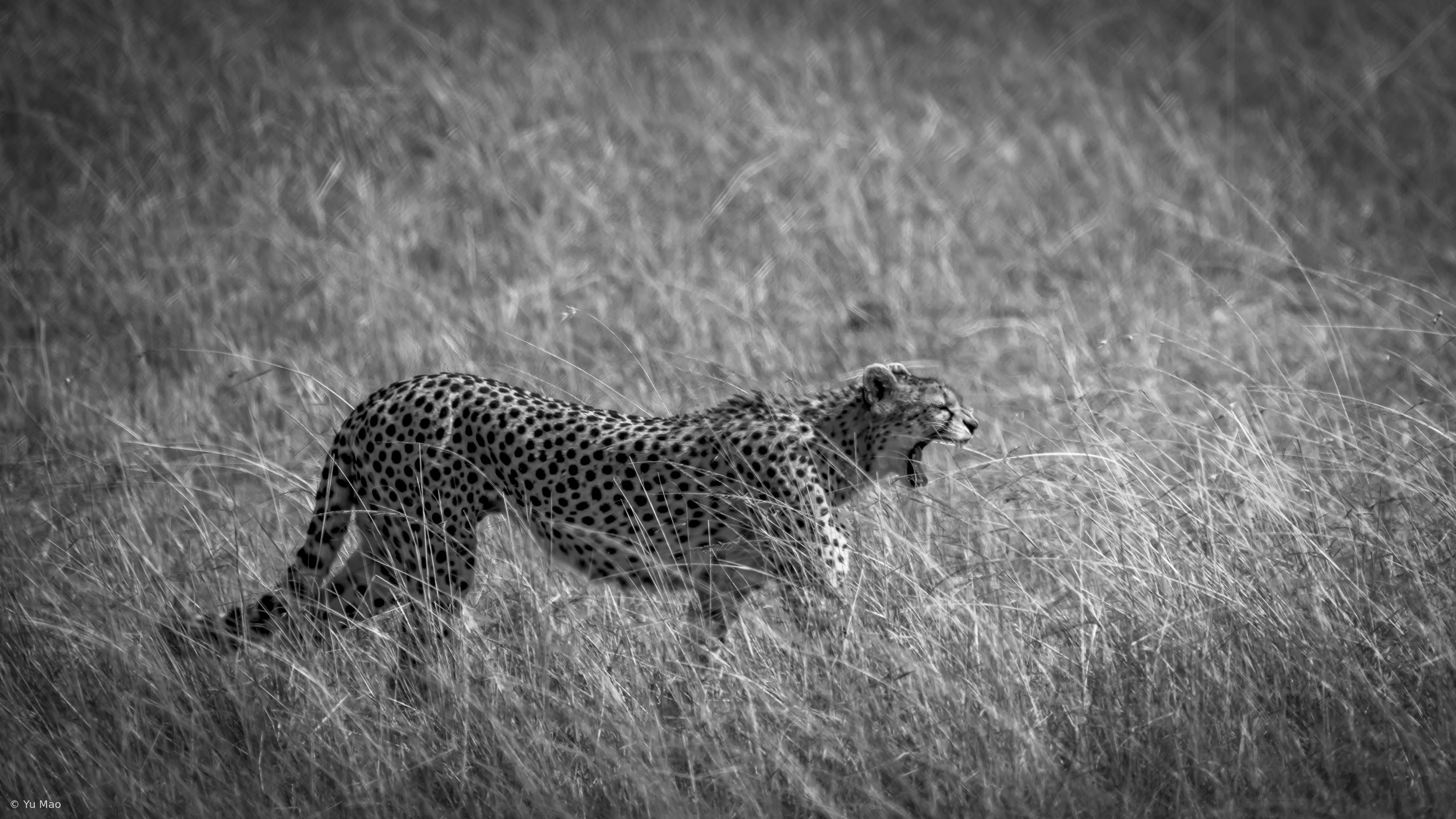 Yawning or Roaring? by Yu Mao