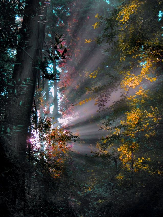 Sunrays by Gary Pope