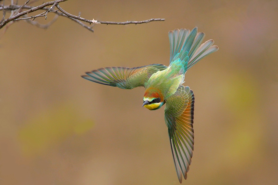 Fly bee eater by Vladimir Kucherenko