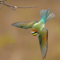 1x - Fly bee eater by Vladimir Kucherenko